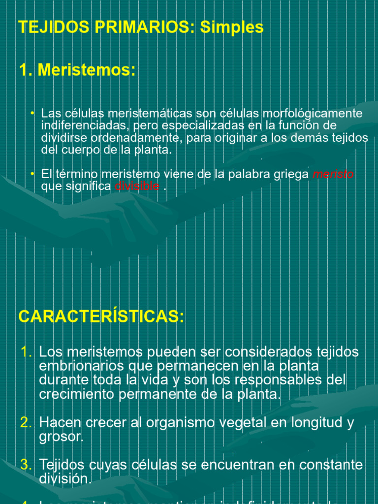 Meristemos Intercalares en Plantas | PDF | Raíz | Tallo de la planta