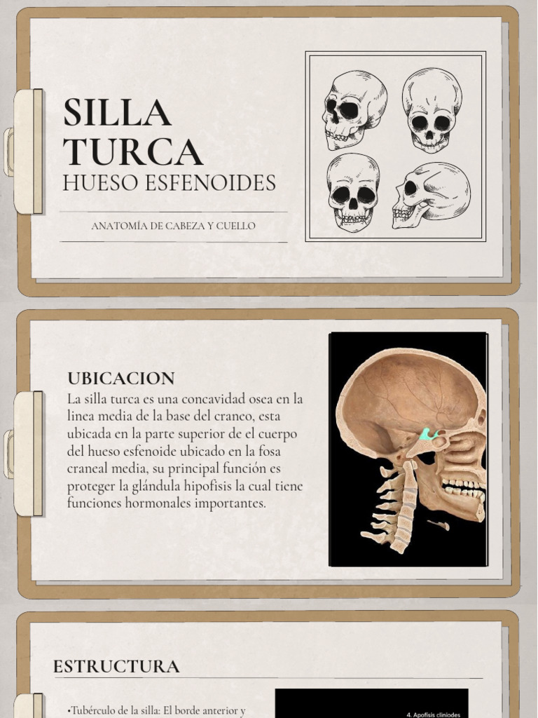 Anatomy Clipboard Theme For Doctors by Slidesgo - PPTX.PDF 2 | PDF | Glándula pituitaria | Hormona