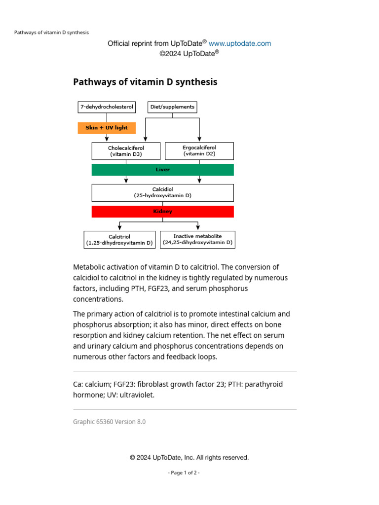 Pathways of Vitamin D Synthesis | PDF