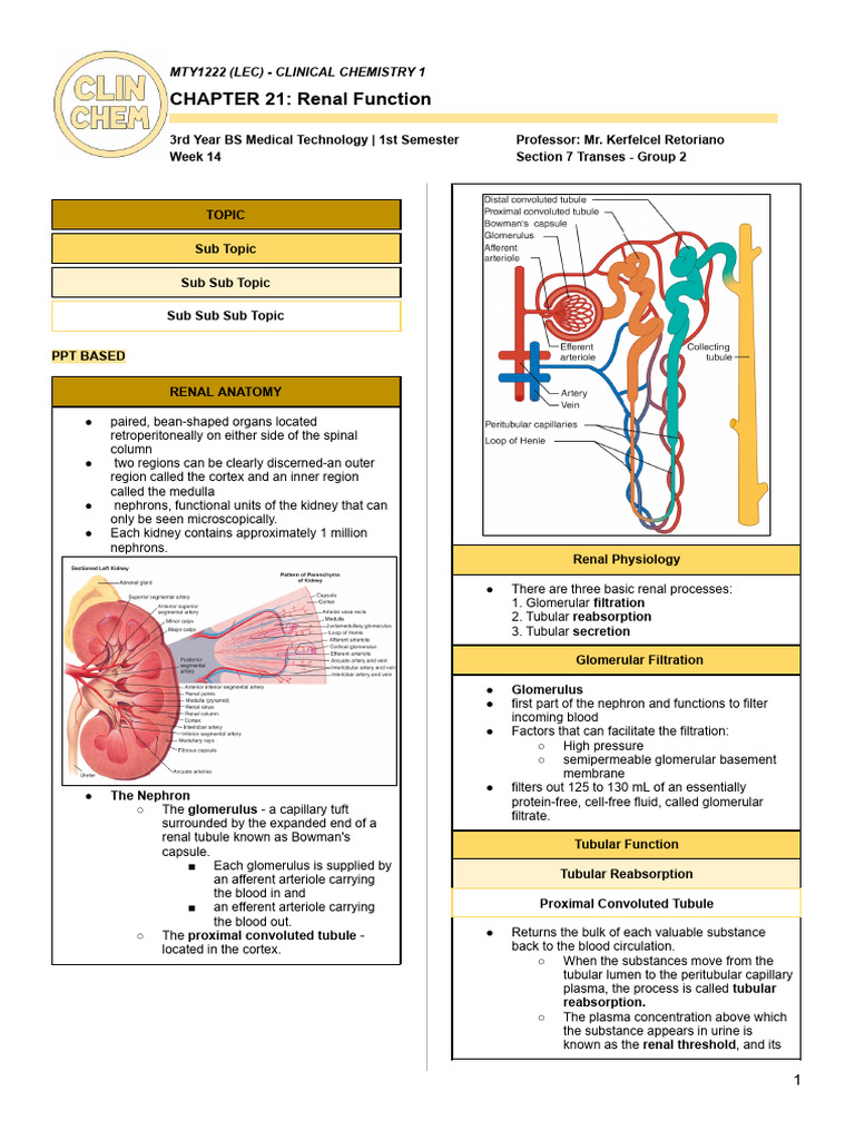 Renal Function Overview and Pathophysiology | PDF | Kidney | Organ ...