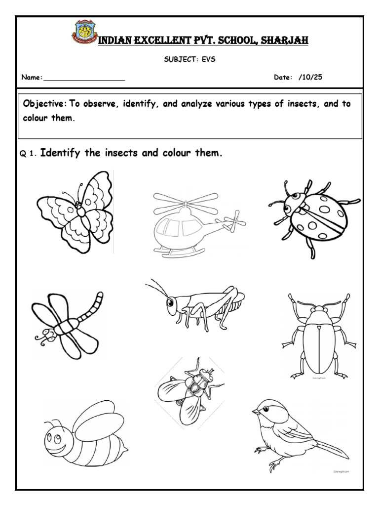 Insects Worksheet | PDF