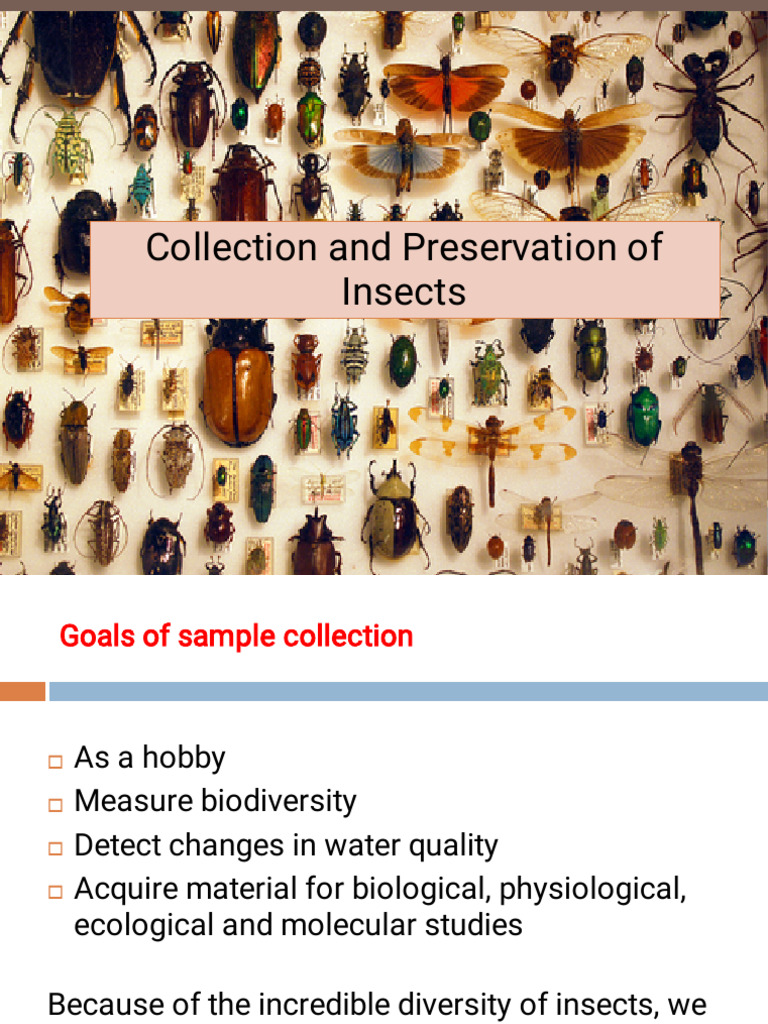 Insect Collection and Preservation Methods | PDF | Insects | Hexapoda