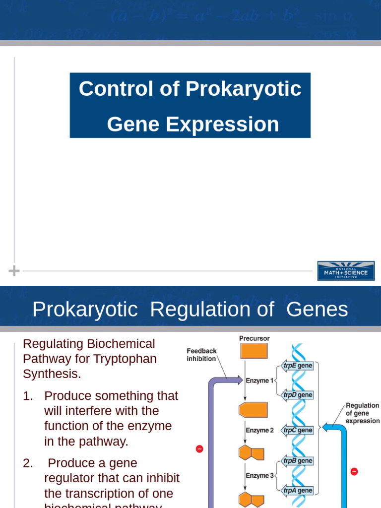 Ne Regulation Prokaryoperon-2 | PDF | Operon | Repressor