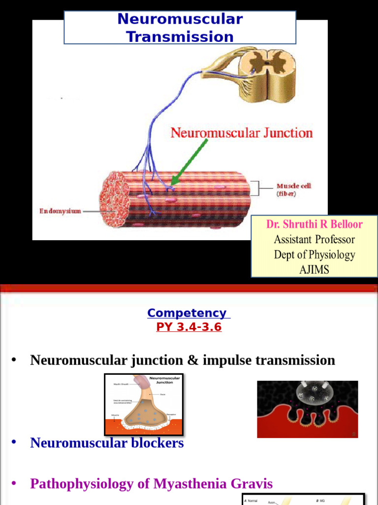 Neuromuscular Transmission Overview | PDF | Neuromuscular Junction ...