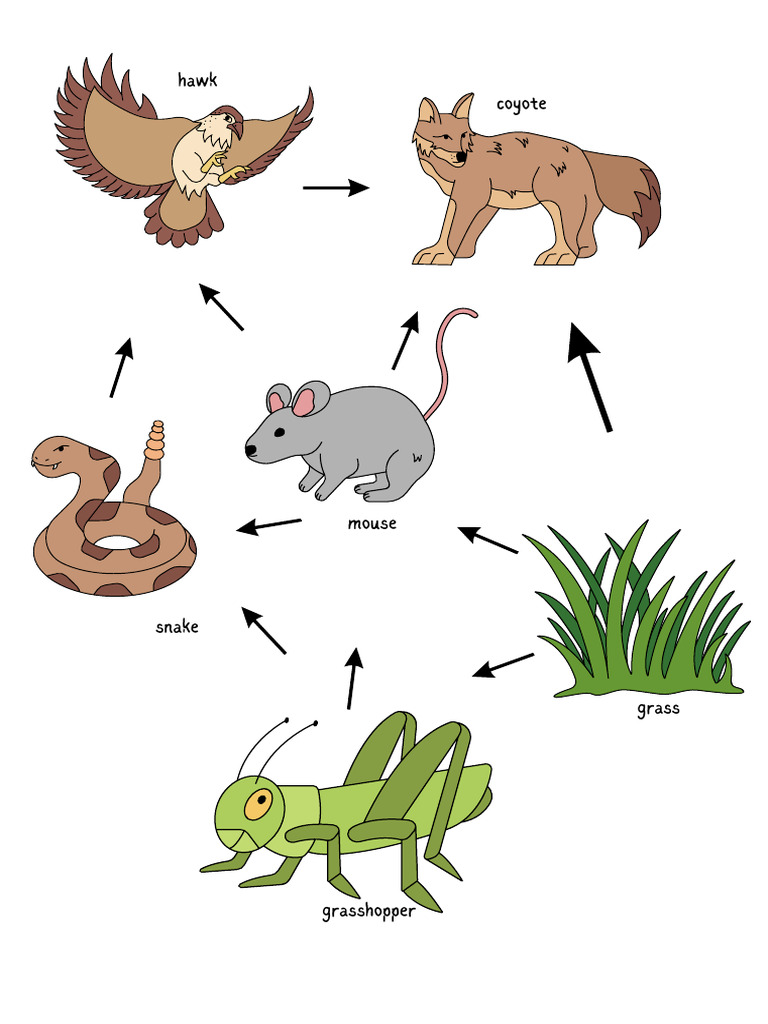 Exploring Food Webs Activity Science Worksheet in Green Brown Hand ...