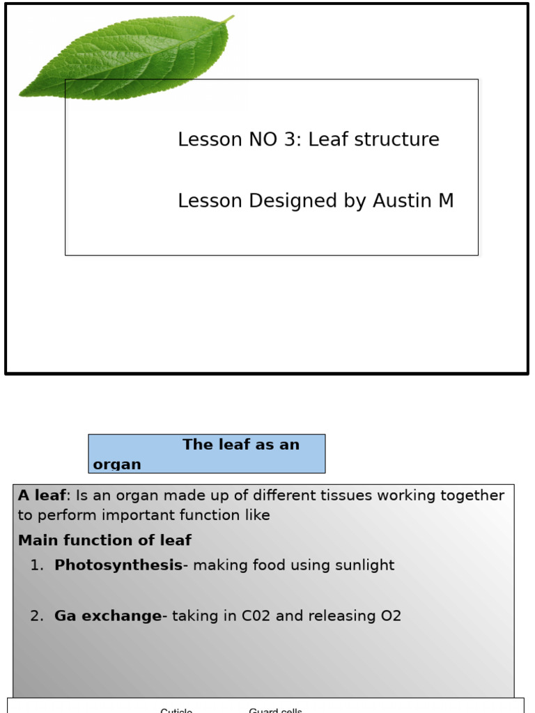 Leaf Structure and Function Overview | PDF