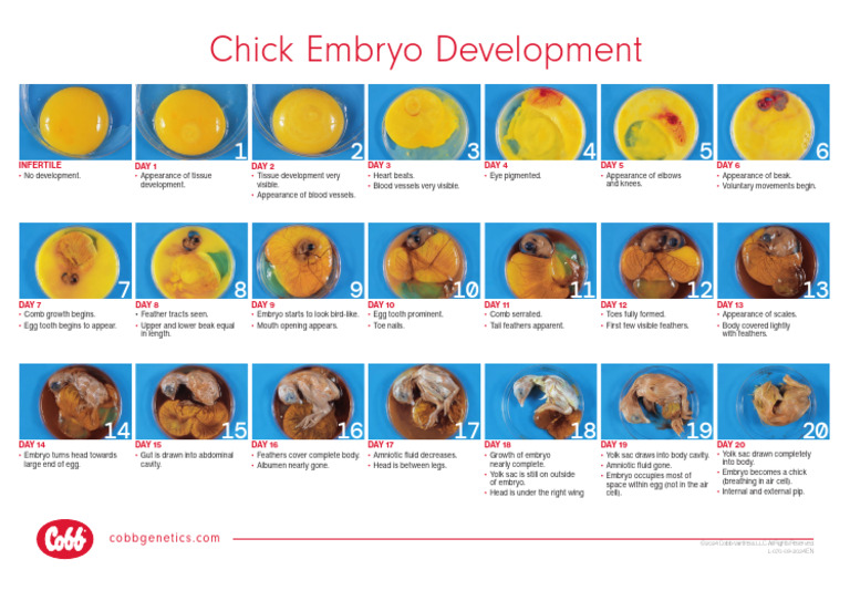 Cobb Chick Embryo Development 2024 | PDF | Egg | Yolk