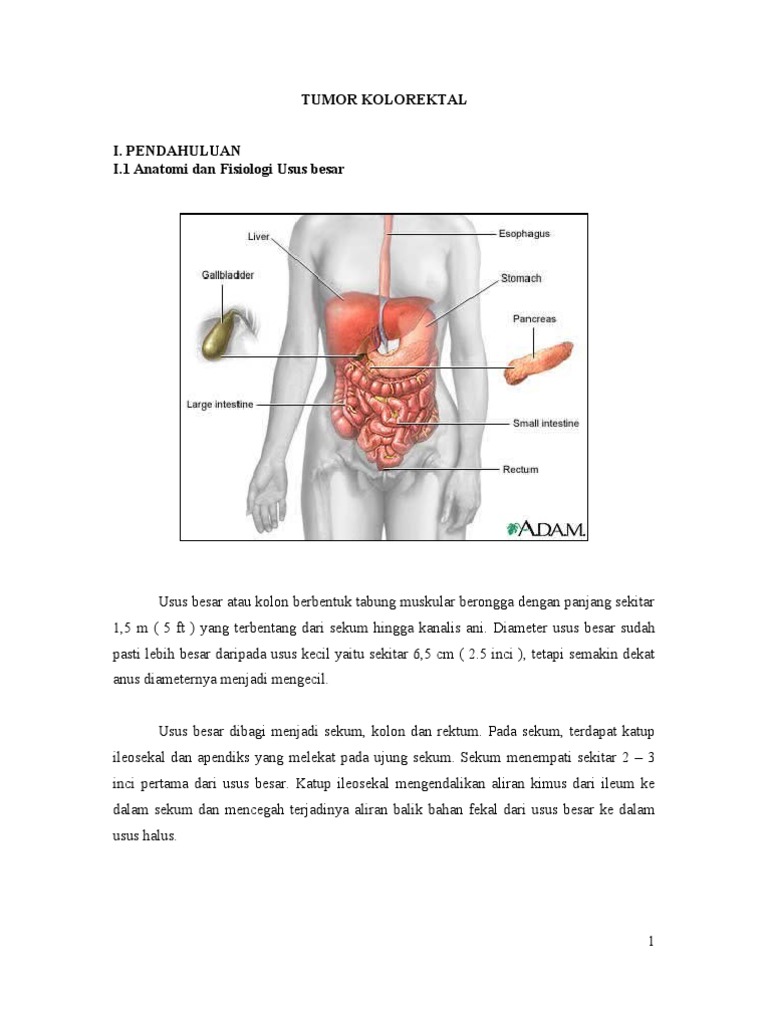 Anatomi dan Fungsi Usus Besar | PDF | Ilmu Sosial | Kesehatan Holistik