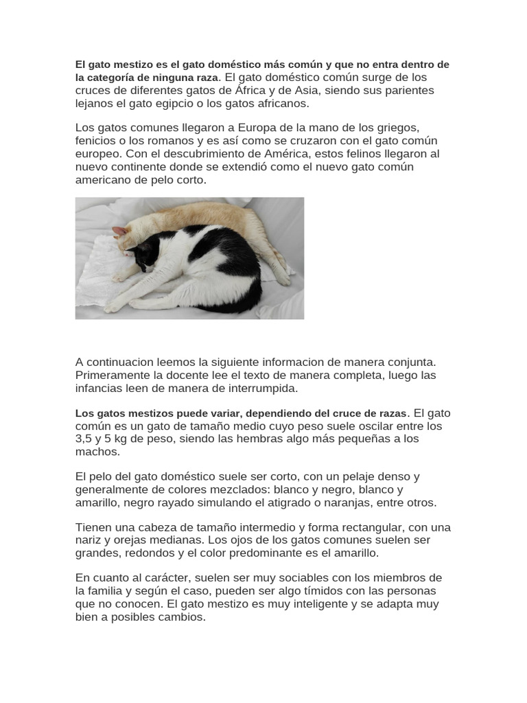 El Gato Mestizo Es El Gato Doméstico Más Común y Que No Entra Dentro de ...