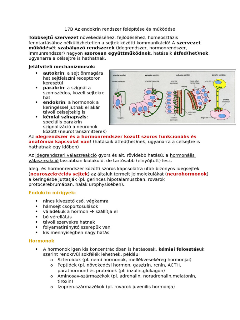 17B Az Endokrin Rendszer Felépítése És Működése | PDF