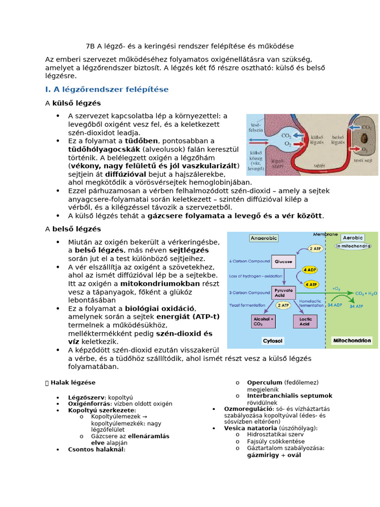 7B A Légző - És A Keringési Rendszer Felépítése És Működése | PDF
