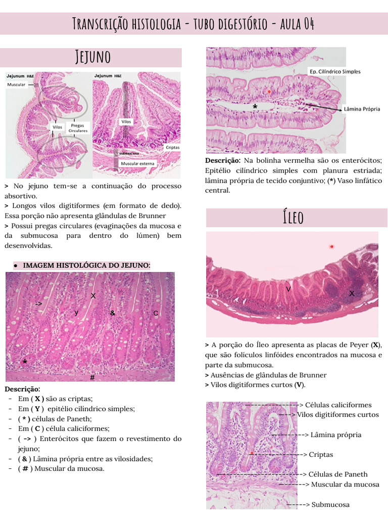 Histologia do Jejuno e Íleo Intestinal | PDF | Sistema digestivo | Anatomia