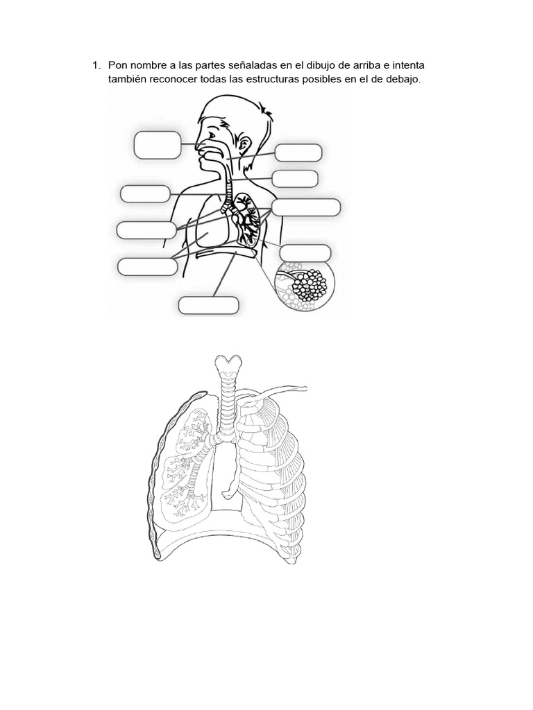 Actividades del Sistema Respiratorio para Niños | PDF