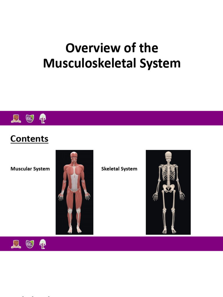Musculoskeletal System Overview | PDF | Skeletal Muscle | Skeleton