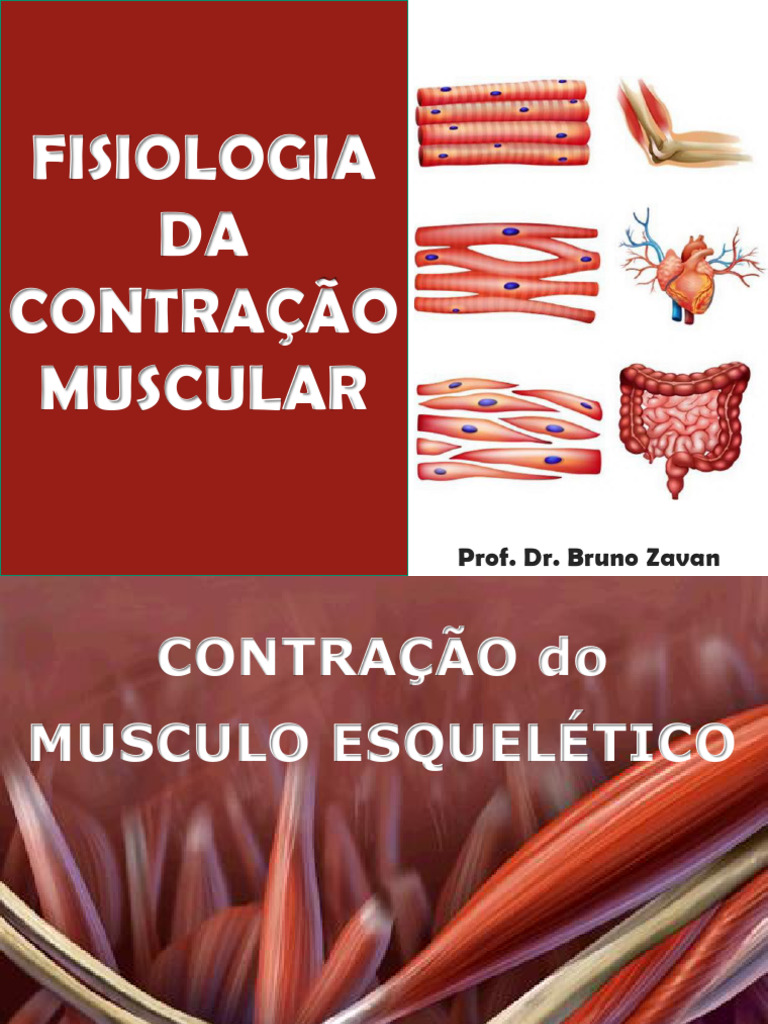 Fisiologia da Contração Muscular | PDF | Junção neuromuscular ...