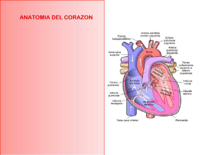 Mapa Lamina Anatomía Del Corazón | PDF