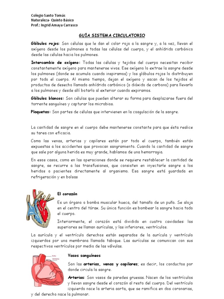 Guía del Sistema Circulatorio 5to Básico | PDF | Artería | Corazón