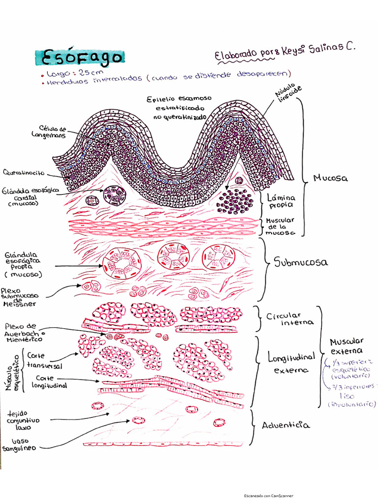 Histologia Del Esofago | PDF