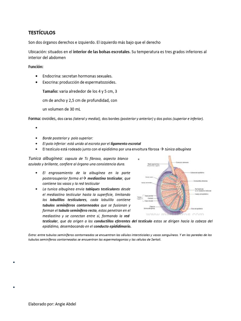 Anatomía del Epidídimo y Testículos | PDF | Testículo | Sistema ...