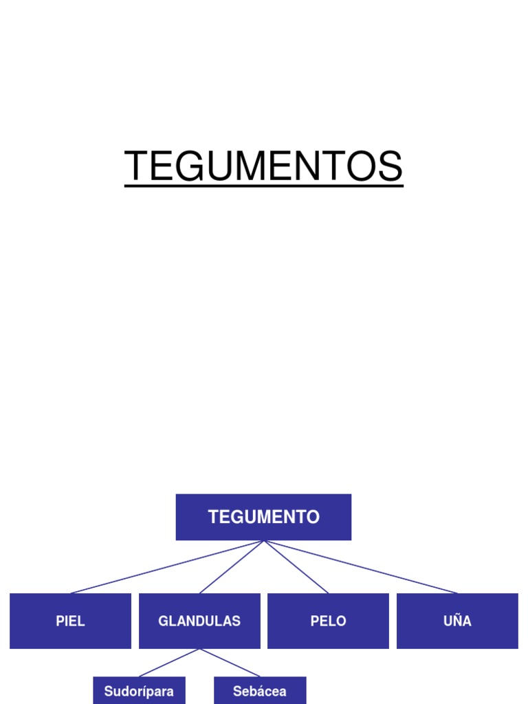 TEGUMENTOS | PDF | Piel | Sistema tegumentario