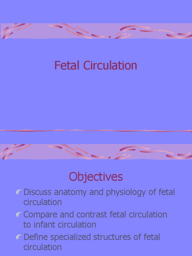 Fetal Circulation | Fetus | Circulatory System