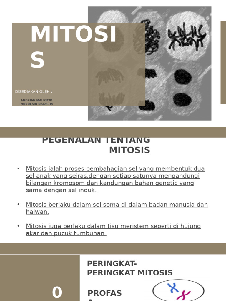 Presentation Mitosis | PDF