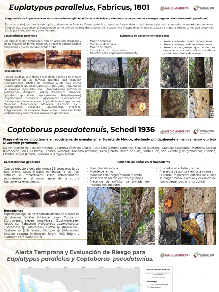 Alerta Temprana y Evaluacion de Riesgo para Euplatypus Parallelus y ...