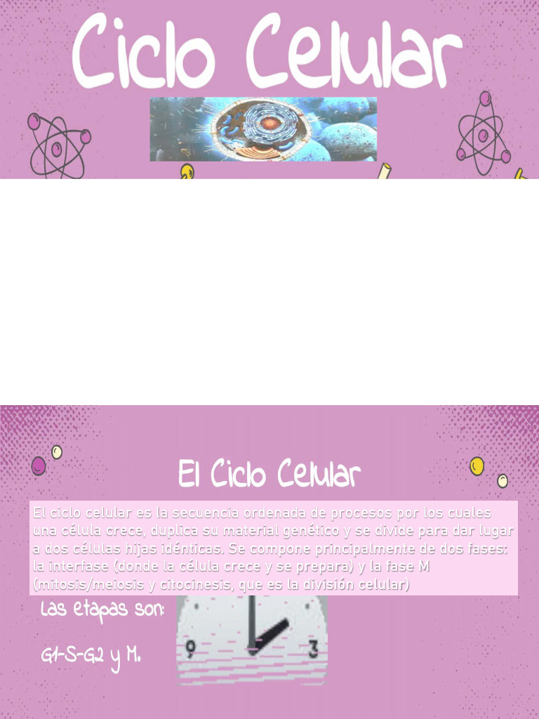 Ciclo Celular: Fases y Procesos Clave | PDF