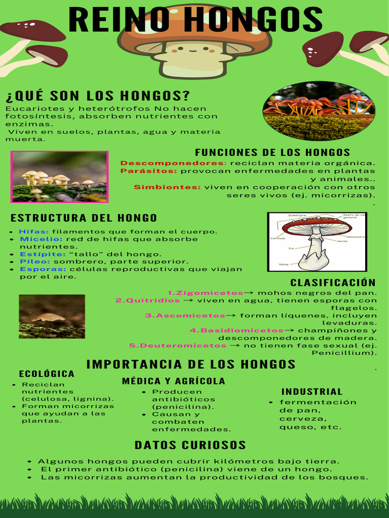Reinos Hongos Plantas Animal | PDF | Hongo | Plantas