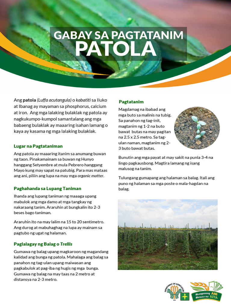 Gabay Sa Pagtatanim NG Patola | PDF