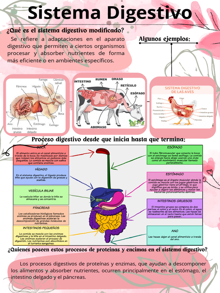 Sistema Digestivo - 20250523 - 205454 - 0000 | PDF