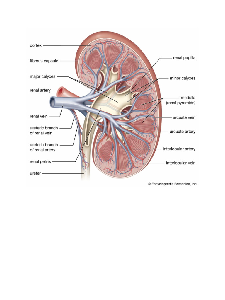 Kidney Structure | PDF