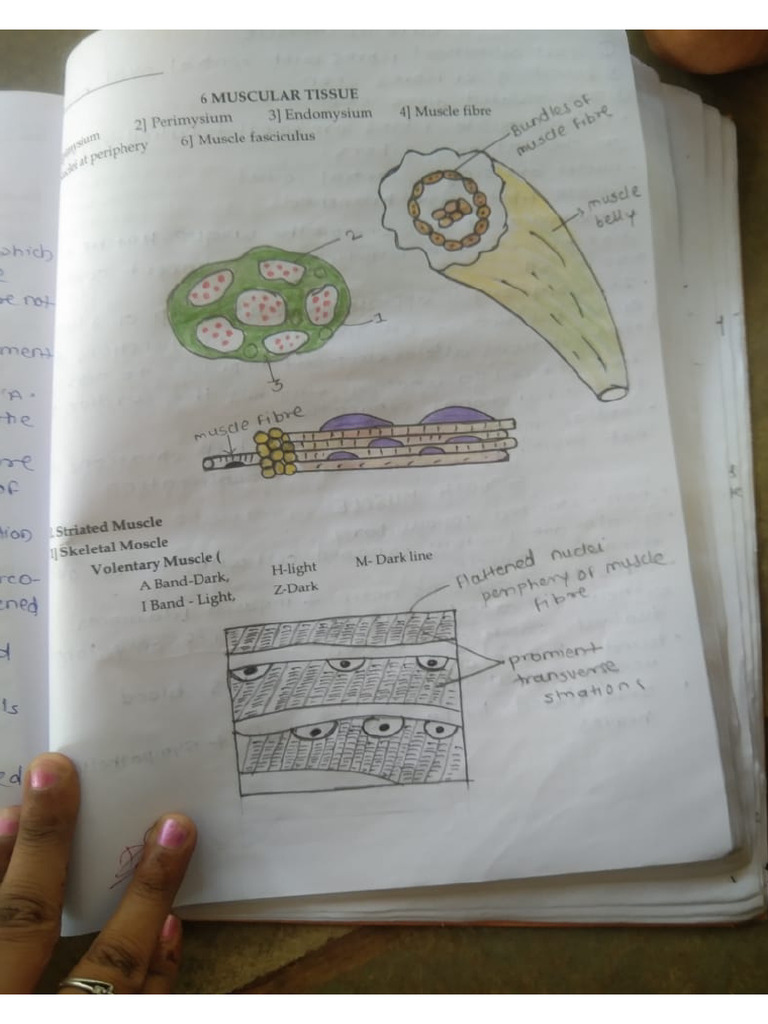 Histology Part Anat! | PDF