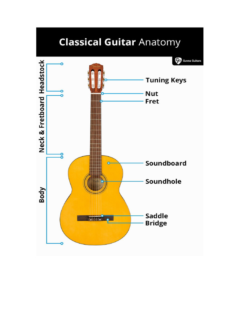 Guitar Anatomy Electric Vs Acoustic | PDF