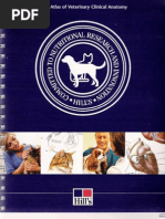 Dog Anatomy and Dissection Guide | PDF