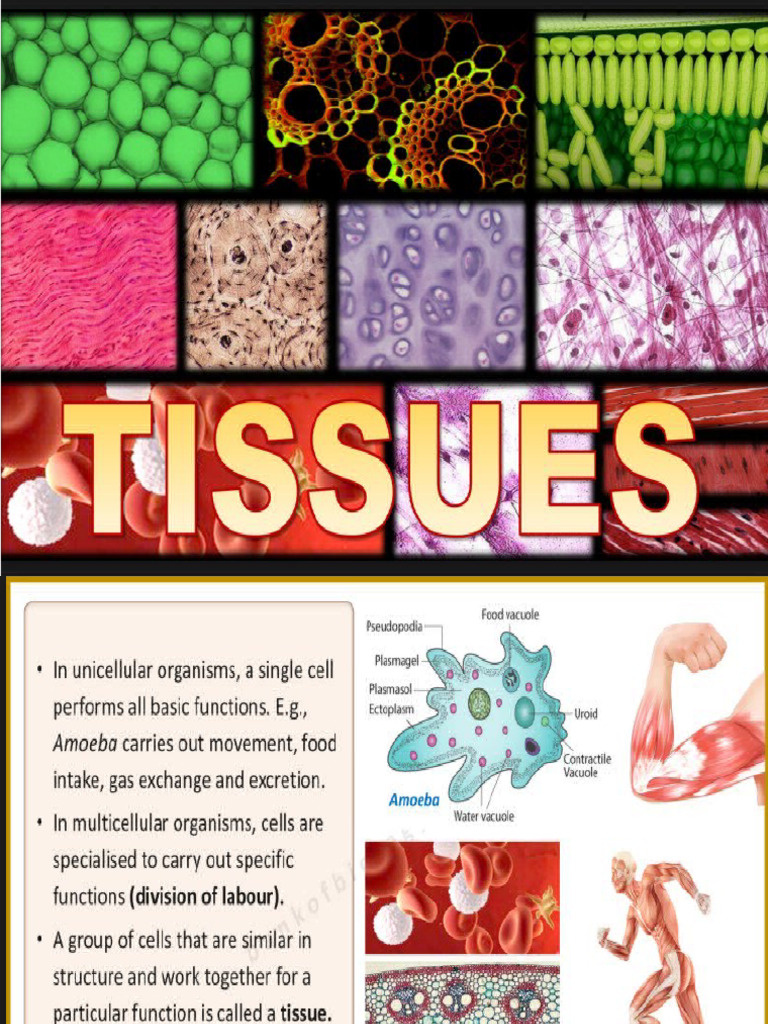 Class 9 Science Tissue | PDF