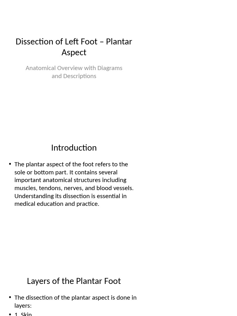 Dissection of Left Foot Plantar Aspect | PDF