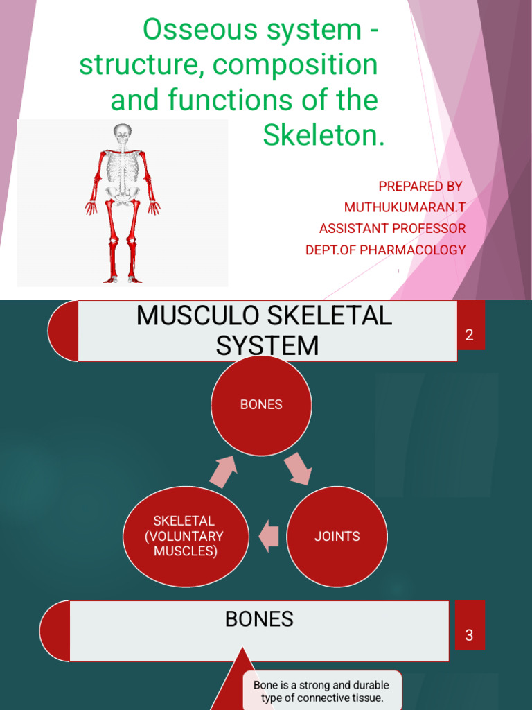 Osseous System - Structure, Composition and Functions | PDF | Bone | Skull