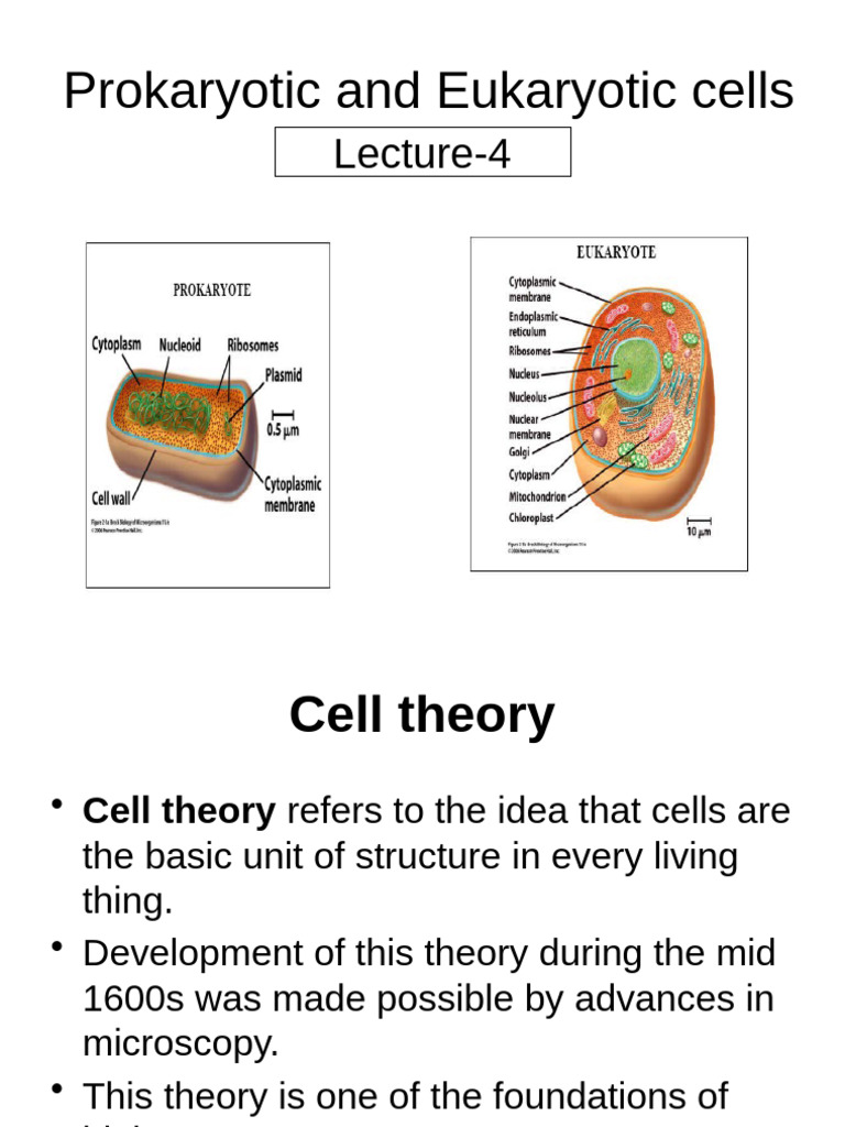 Prokaryotic vs Eukaryotic Cells Explained | PDF | Prokaryote | Cell ...