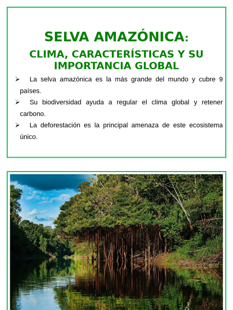 Características de la Selva Amazónica | PDF | Selva | Selva amazónica