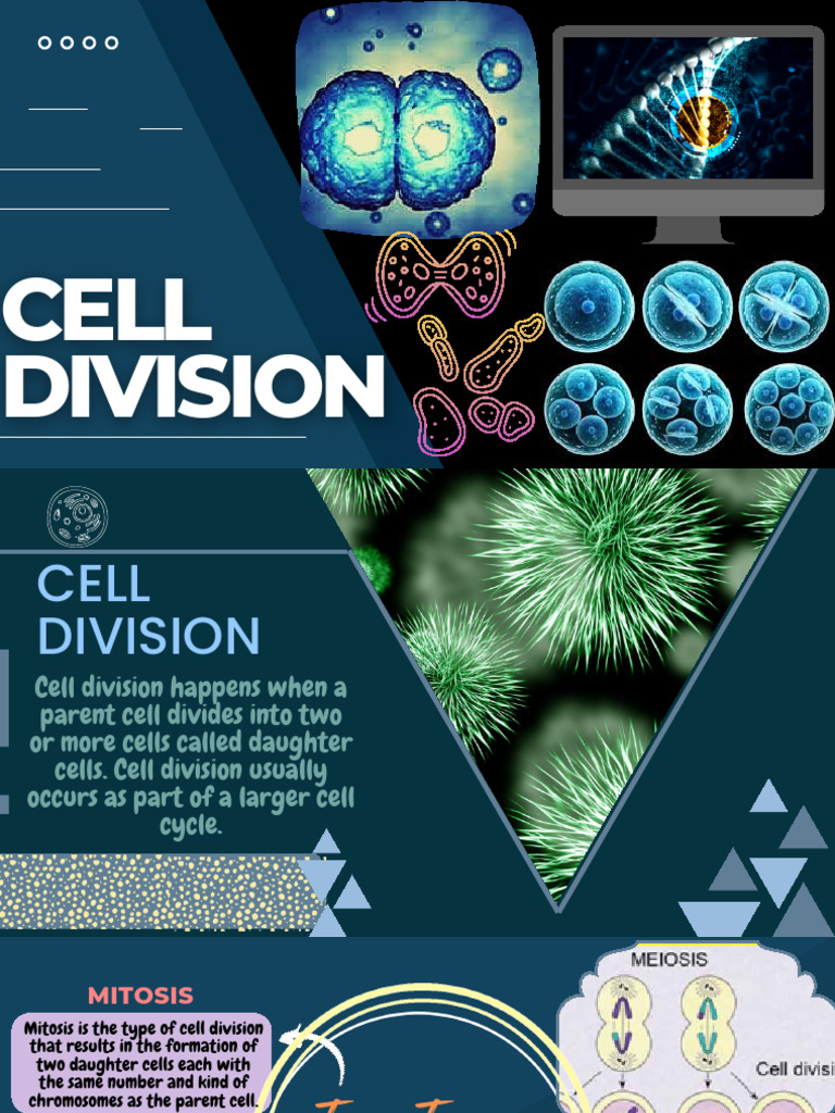 Understanding Cell Division: Mitosis & Meiosis | PDF