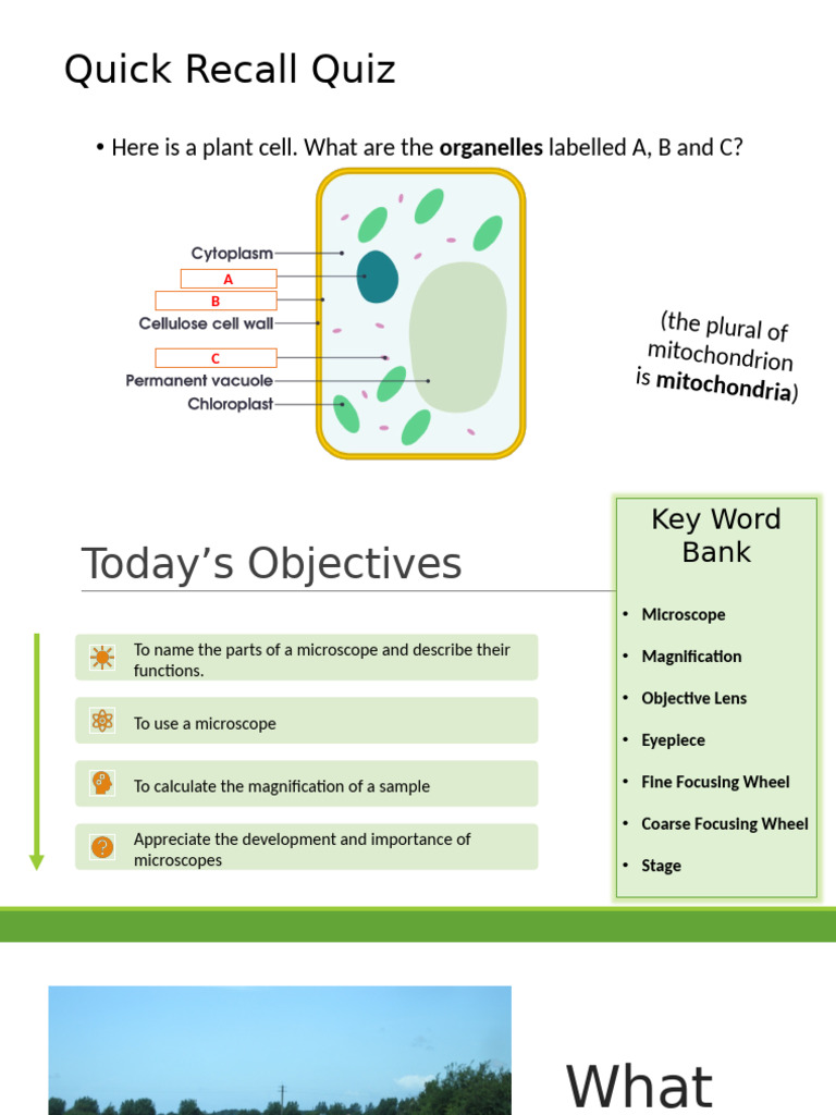 Key Stage 3 - Year 7 Lesson 2 Microscopes | PDF | Microscope ...
