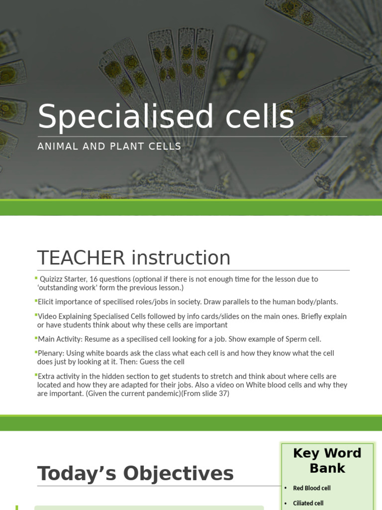 Overview of Specialised Animal Cells | PDF | Bone | Muscle