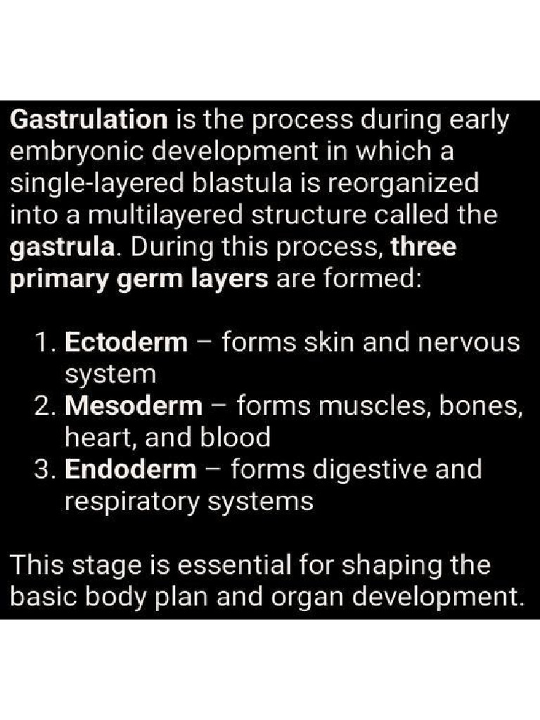 General Gastrulation | PDF