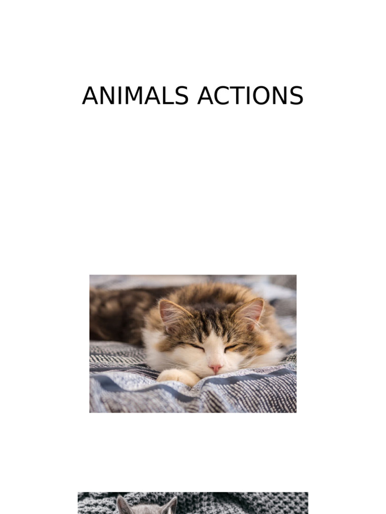 Animals Actions | PDF