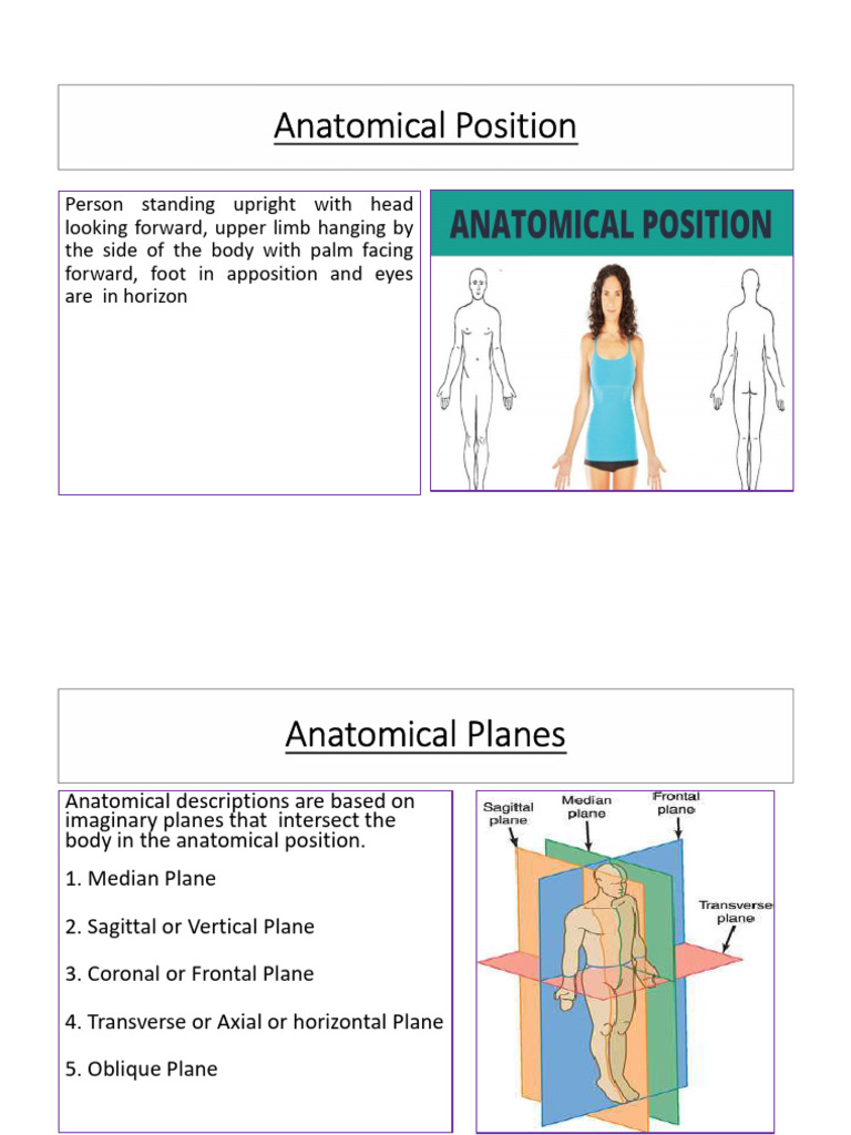 Introduction To Anatomy-PDF2 | PDF | Anatomical Terms Of Motion ...
