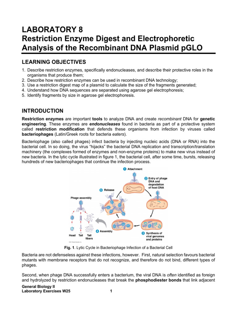 BZEW25 Lab 08 - DNA Restriction Digest (Reference Document) | PDF ...