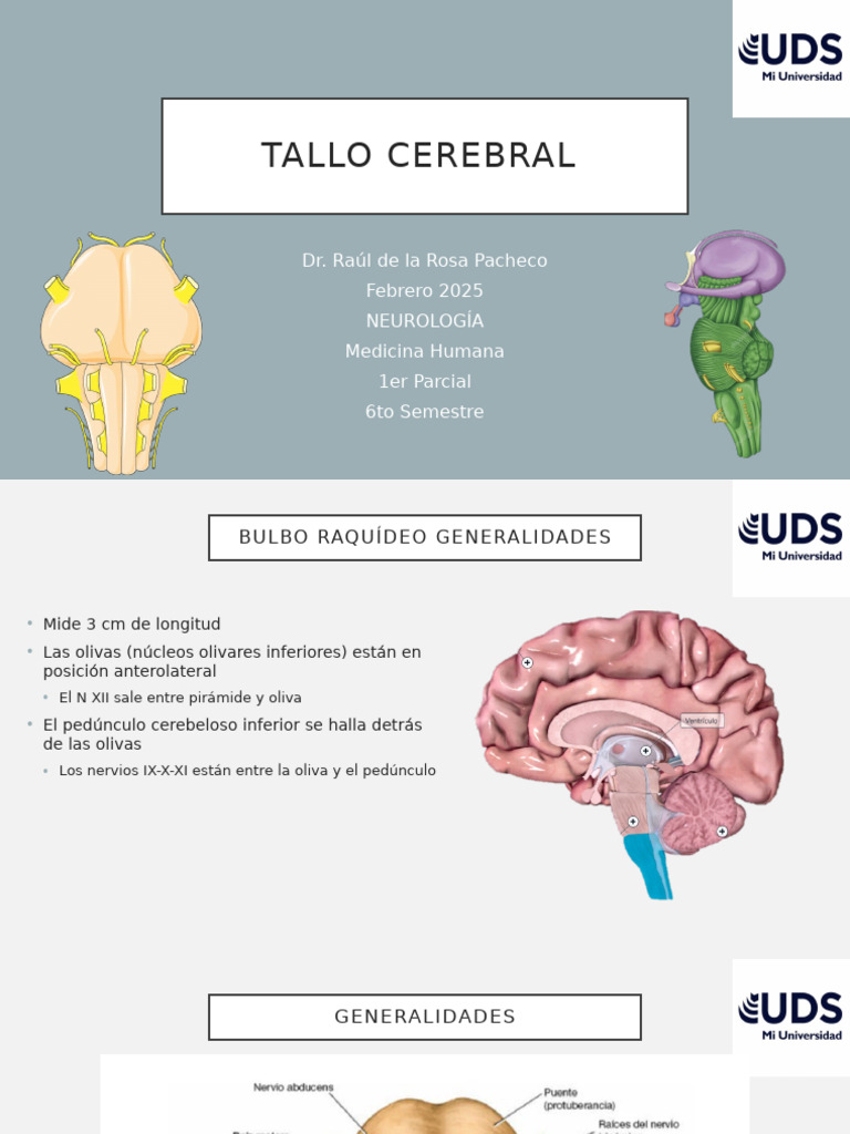 Tallo Cerebral.......................... | PDF