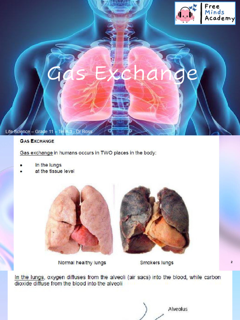 Gaseous Exchange in Human Physiology | PDF | Breathing | Respiratory System