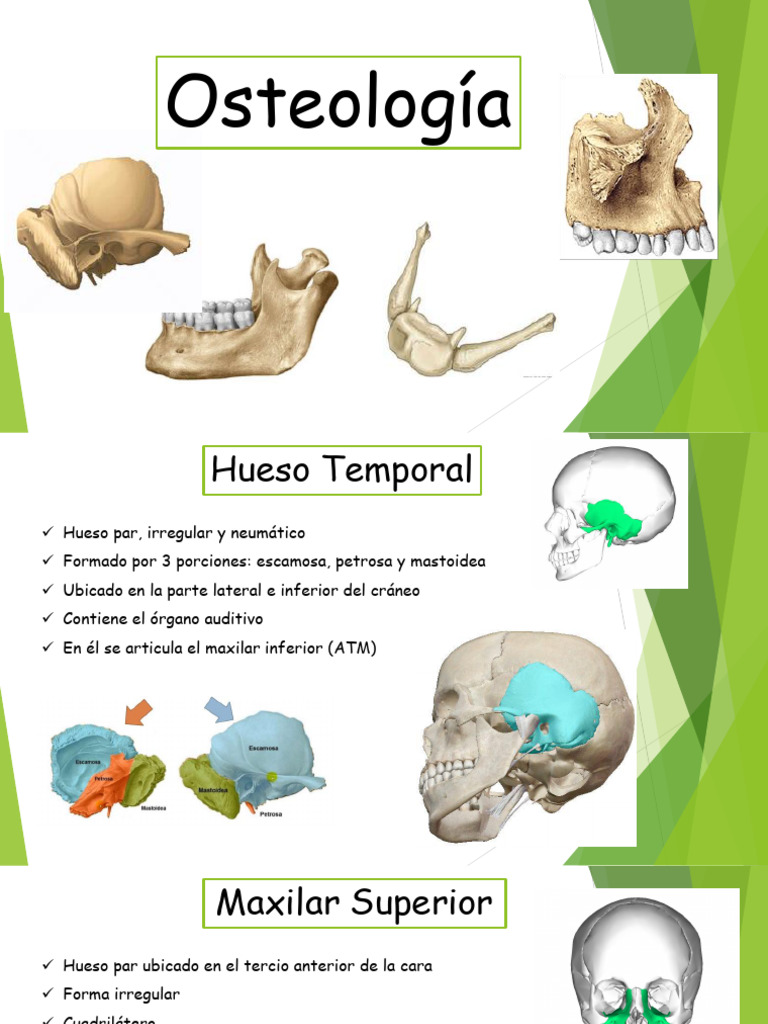 Anatomía de Huesos Faciales y Cráneo | PDF